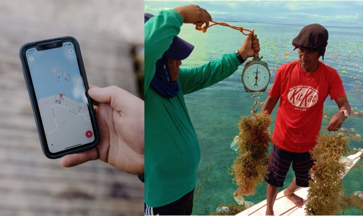 Australian tech-firms to advance regenerative Seaweed farming in ...