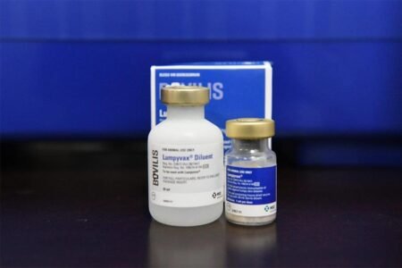 Australia delivers half a million lumpy skin disease vaccines to ...