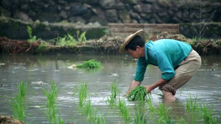 China's seawater rice technology continues to make new breakthroughs ...