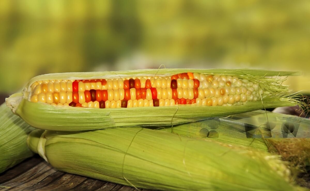 Origin Agritech receives GMO safety certificate for its triple stack ...