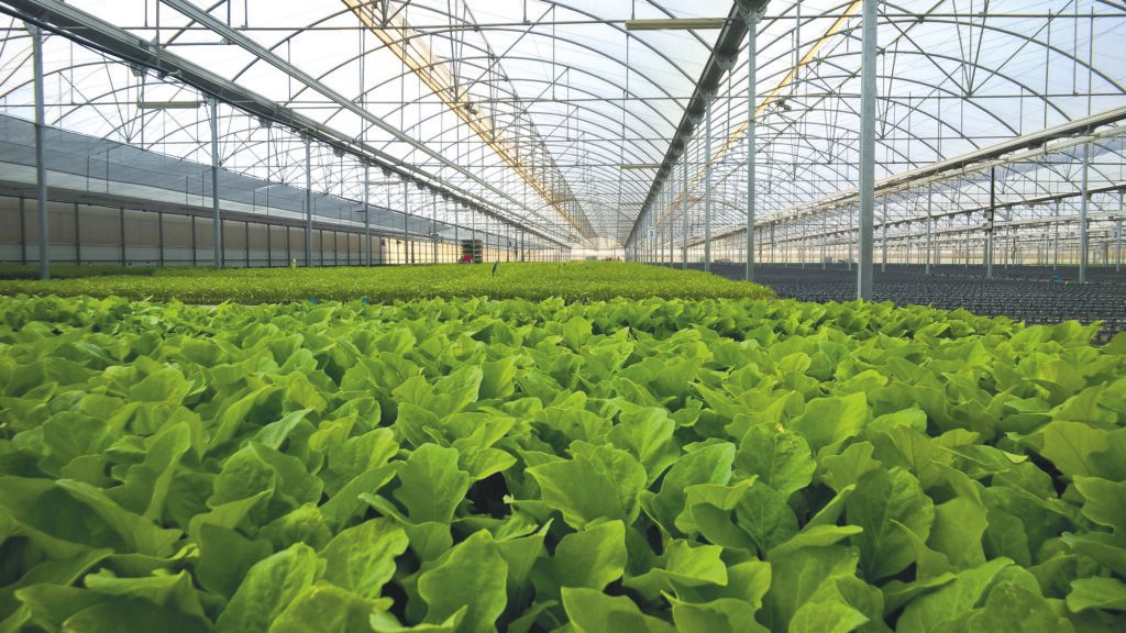 BASF launches heat and light stabilizer to revolutionize plasticulture ...