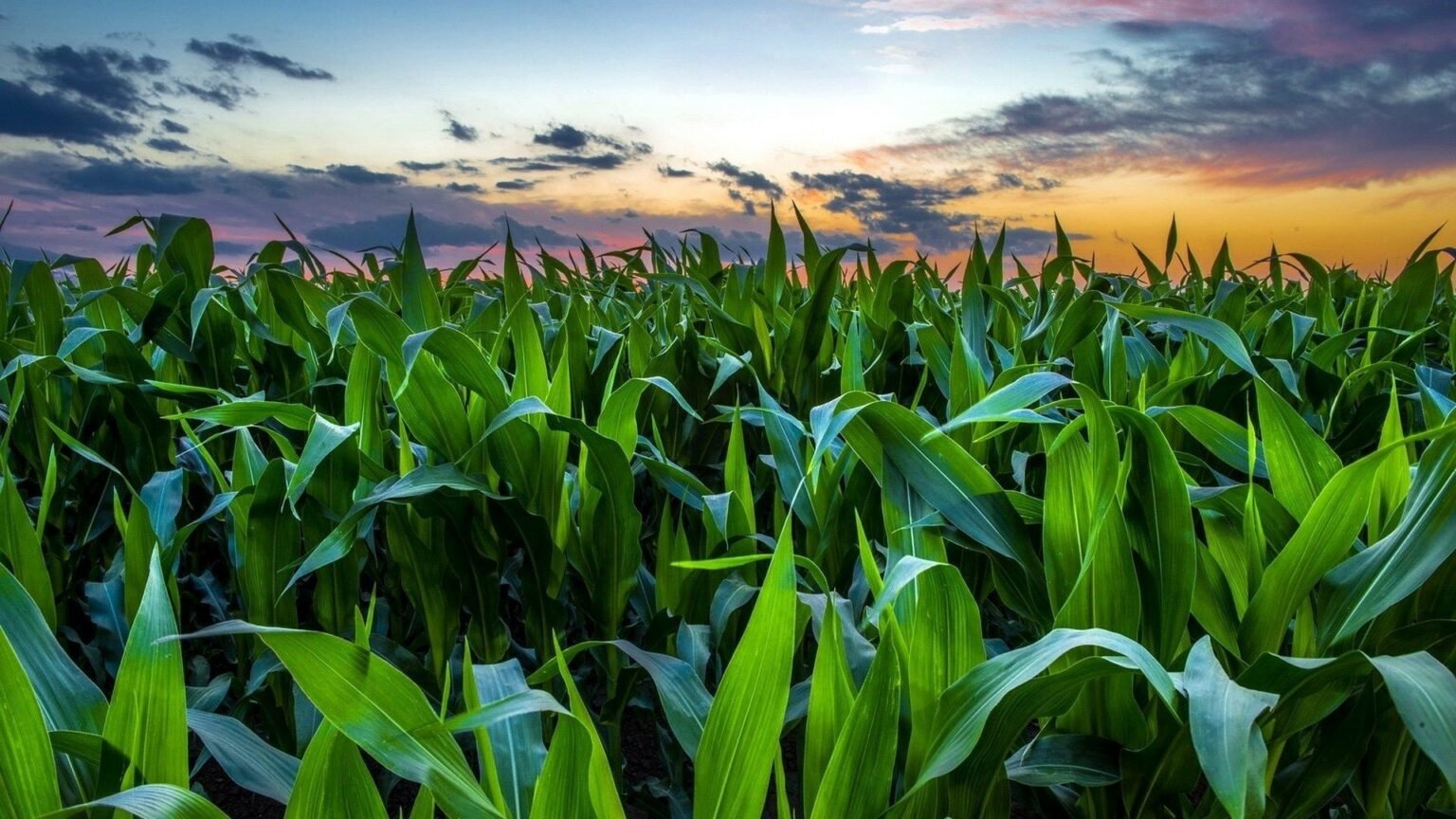 Jiangsu Heben gains Brazilian nod for Difenoconazole, boosting Triazole ...