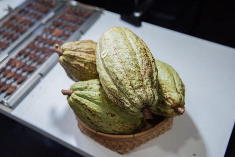 Thailand’s cocoa industry gains circular economy boost with livestock ...